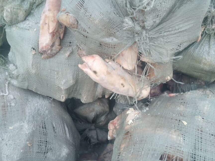 Ноги свинные (копыта)