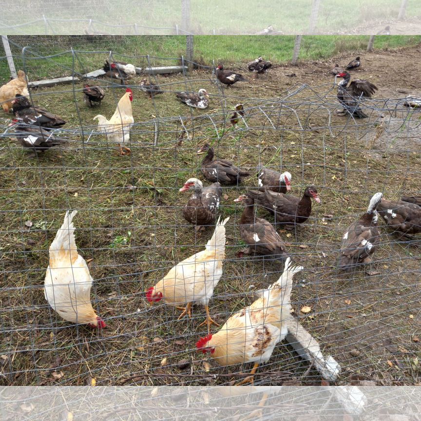 Индоутки и кролики