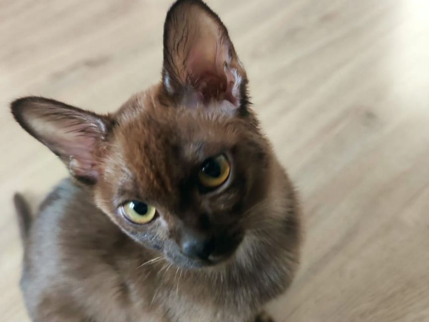 Бурманская