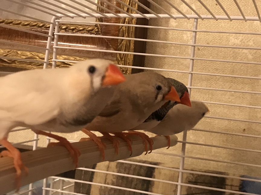 Амадины зебровые