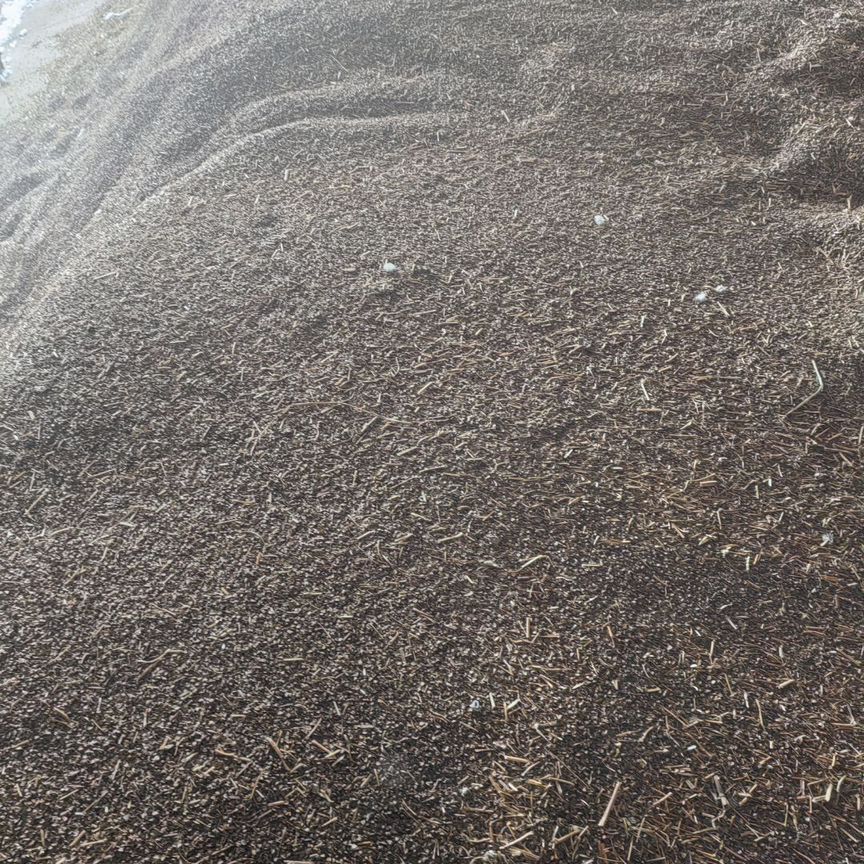 Зерно отходы