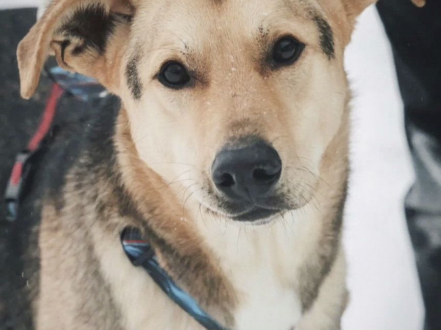 Барни ищет дом