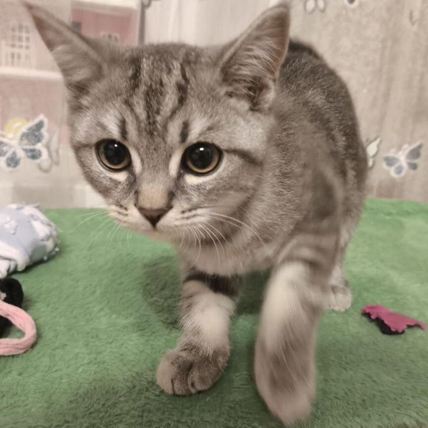 Британский короткошёрстный котёнок