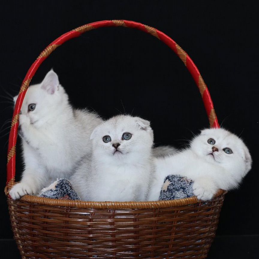 Шотландские вислоухие котята шиншилла