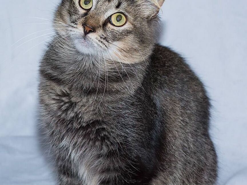 Немало испытаний выпало на долю кошки Маняши