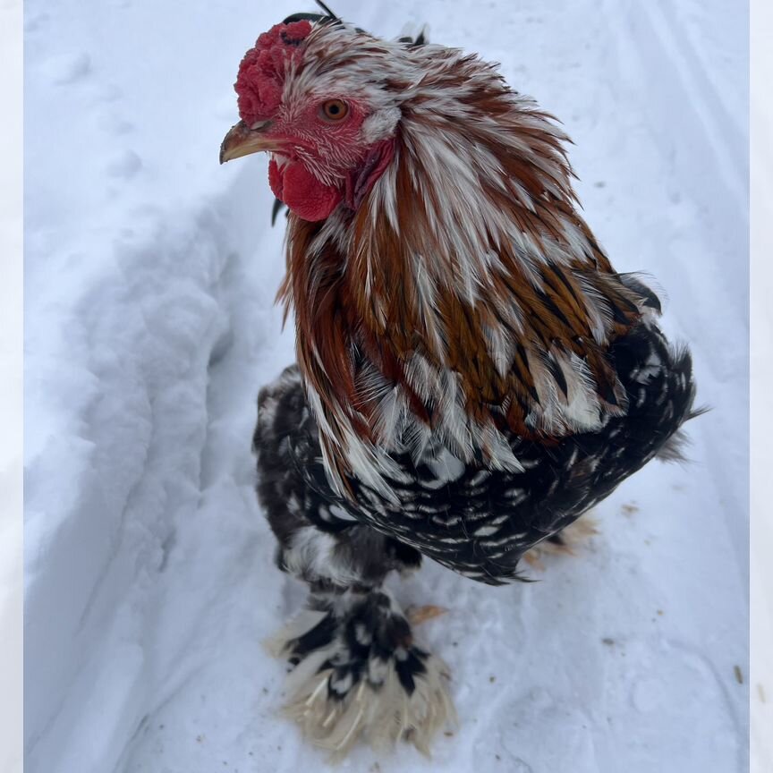 Петух брама