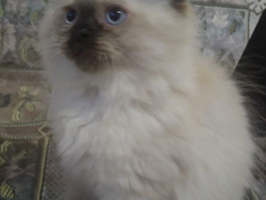 Продаю котят