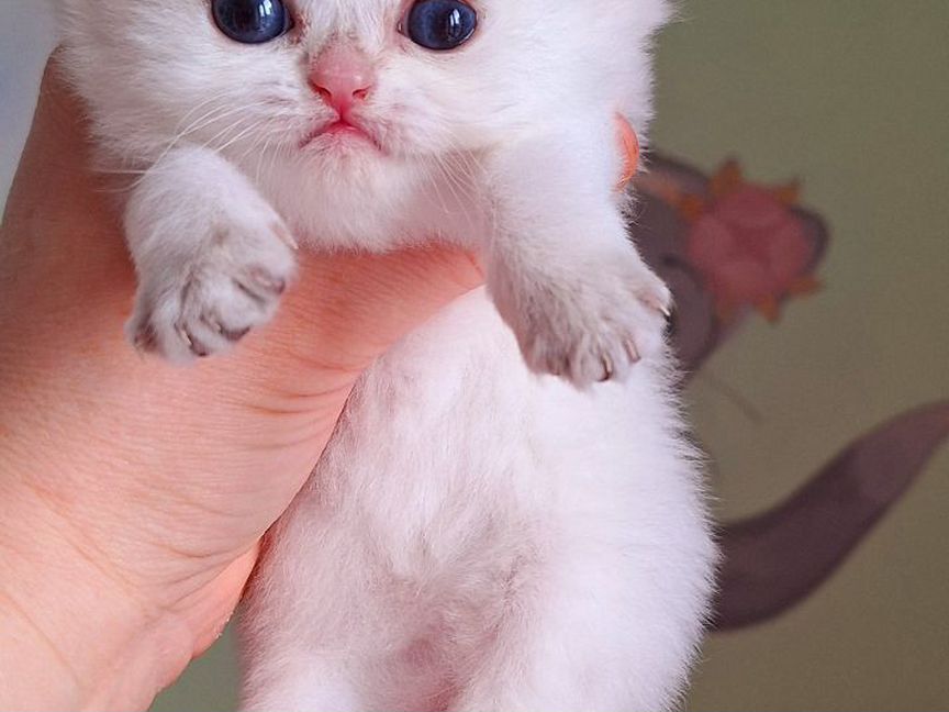 Британская кошечка