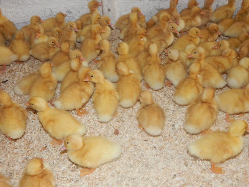 Утенок суточный "Стар-53"