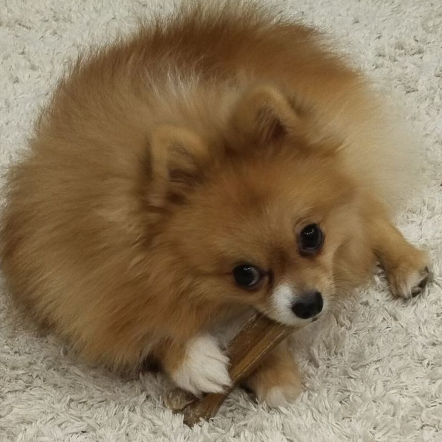 Вязка собак шпиц Померанский