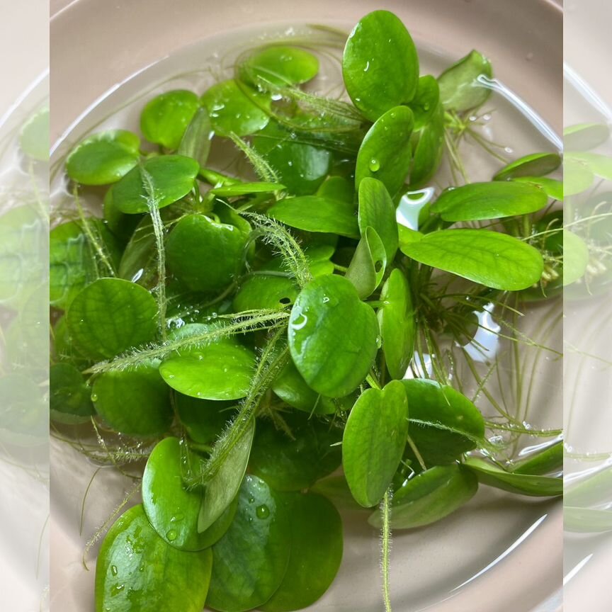 Аквариумное растение