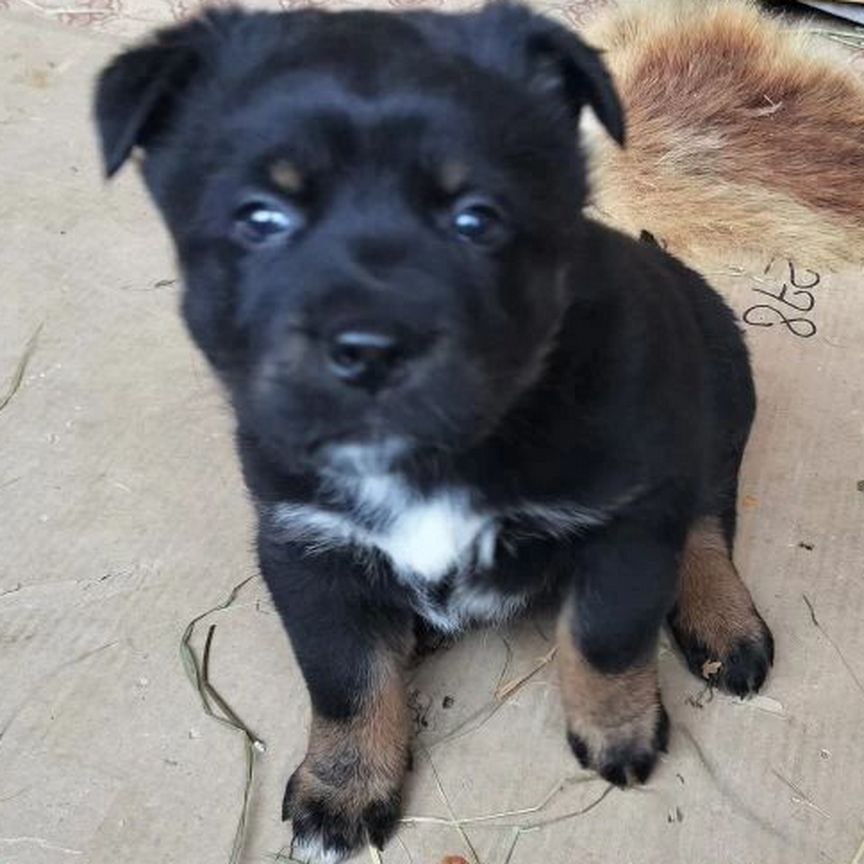 Лайка, щенок