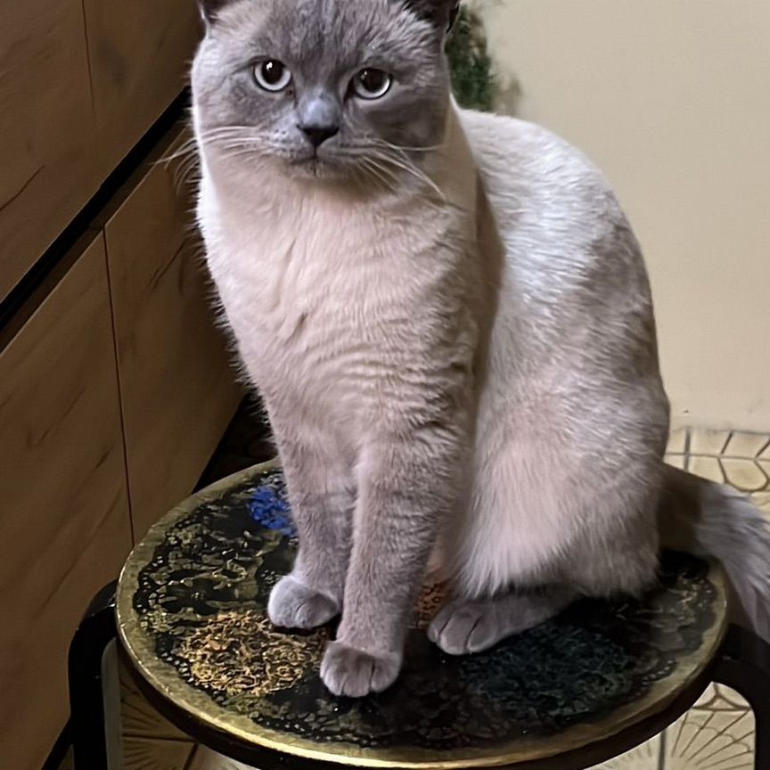 Британский короткошёрстный, взрослый кот