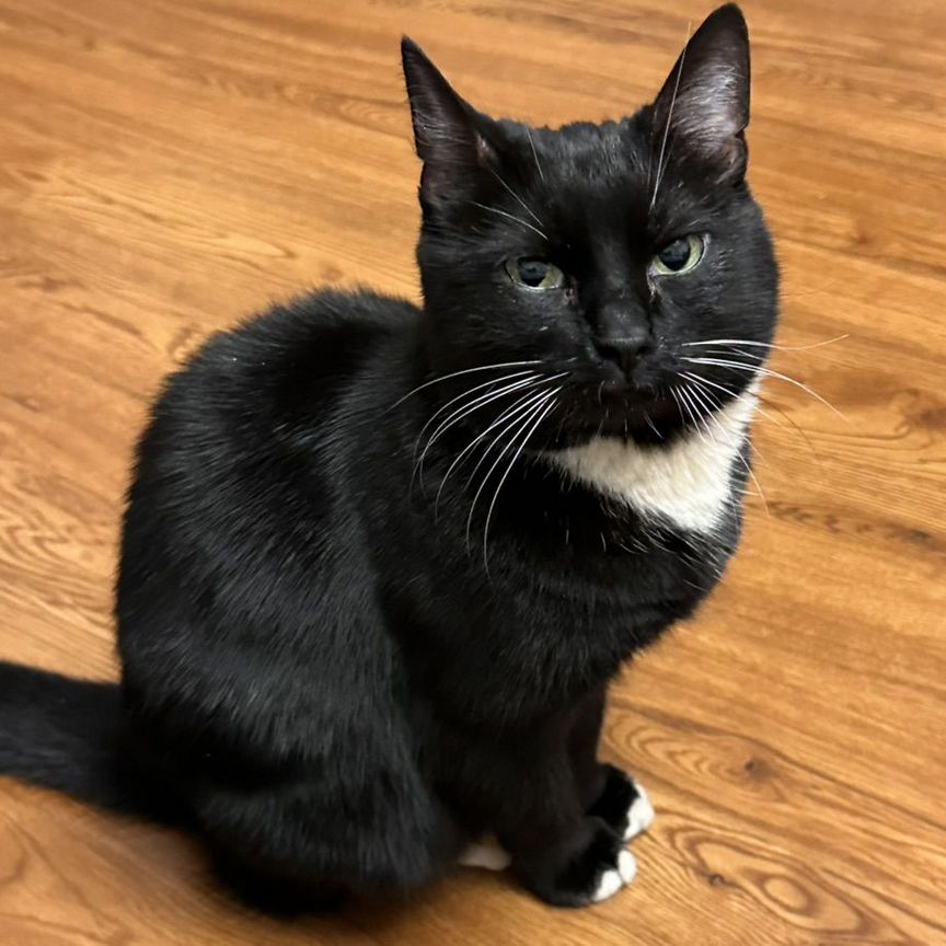 Взрослая, кошка в добрые руки