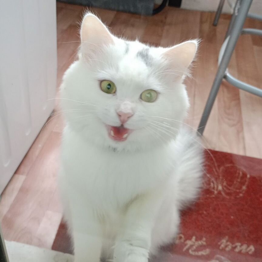 Отдам кота в добрые руки