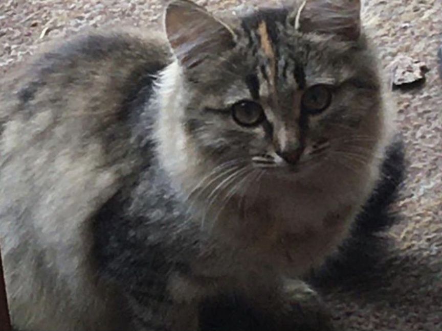 Замёрзнет на даче роскошная котейка