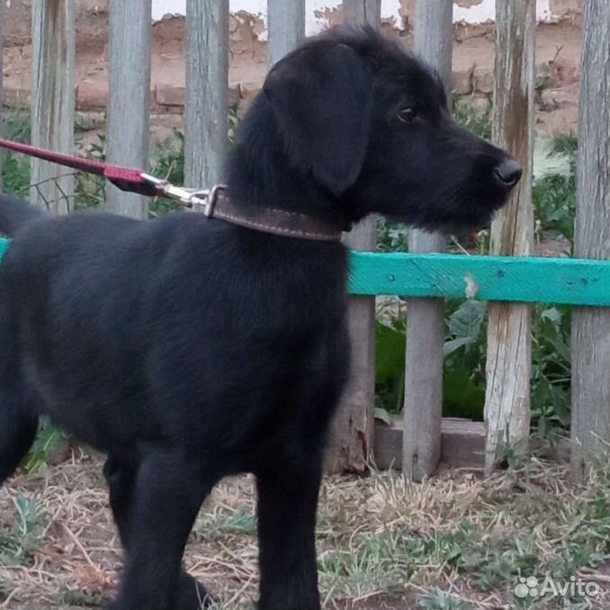 Ризеншнауцер