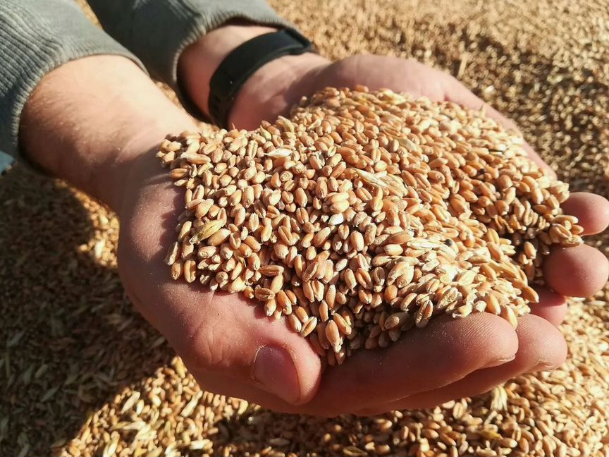 Продам зерно