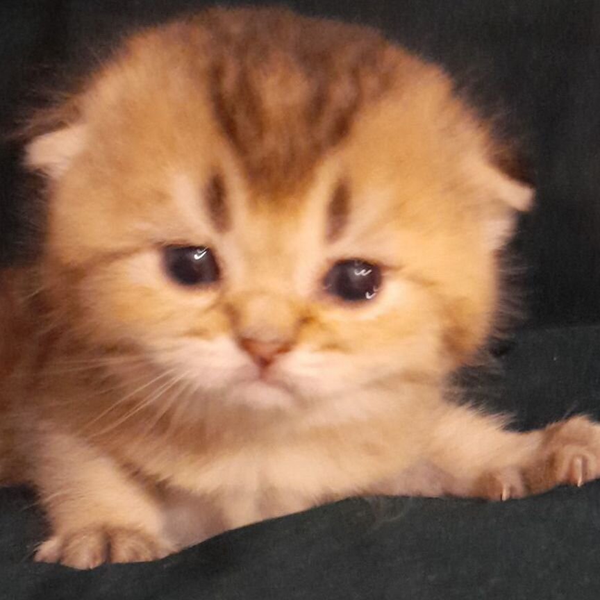 Шотландский вислоухий короткошёрстный котёнок