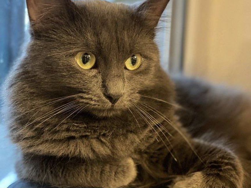 Не надеется