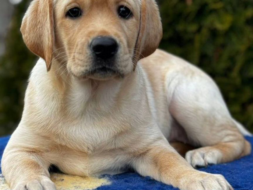 Великолепная девочка лабрадор щенок