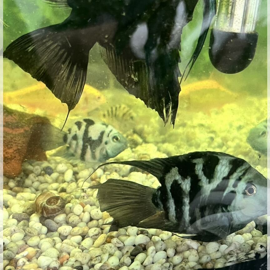 Продам рыб сапфировых попугаев