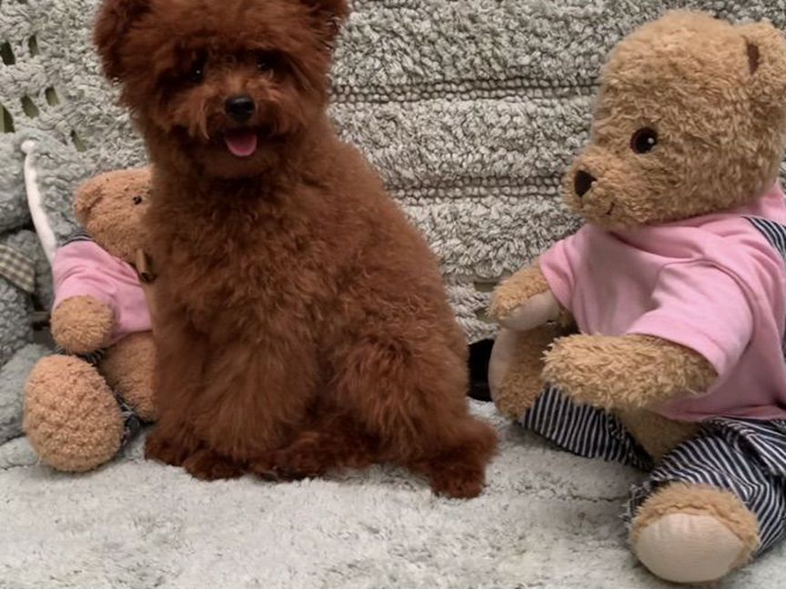 Той-пудель тедди китай