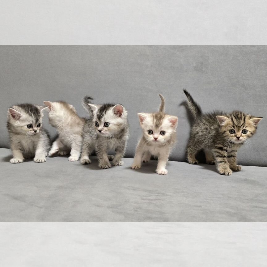 Британский короткошёрстный котёнок