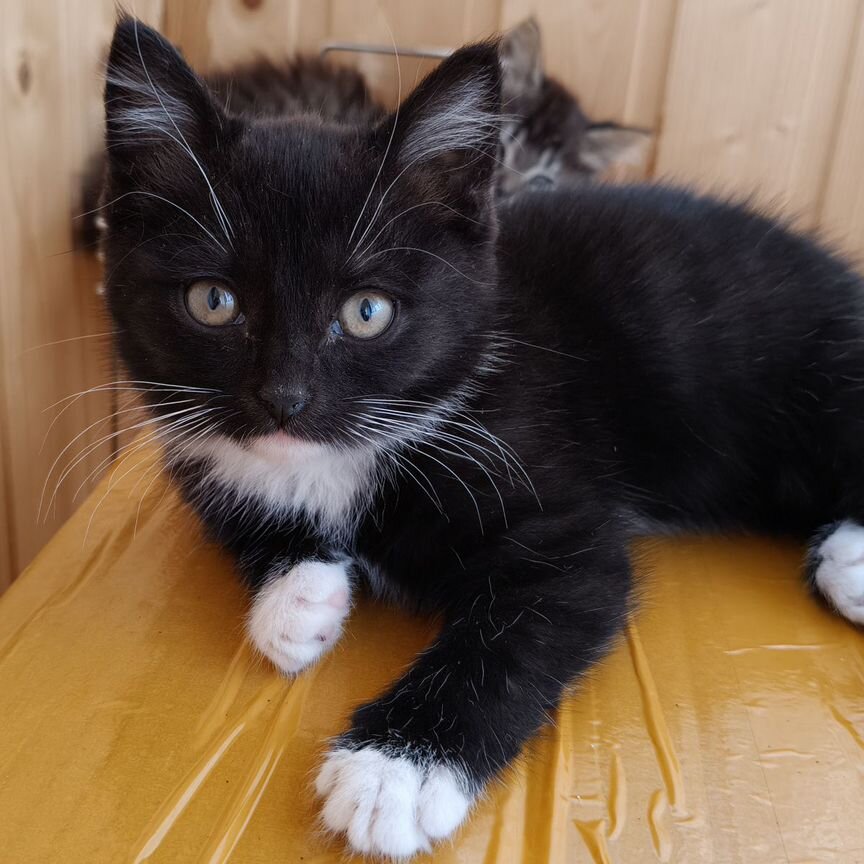 Очаровательные котята