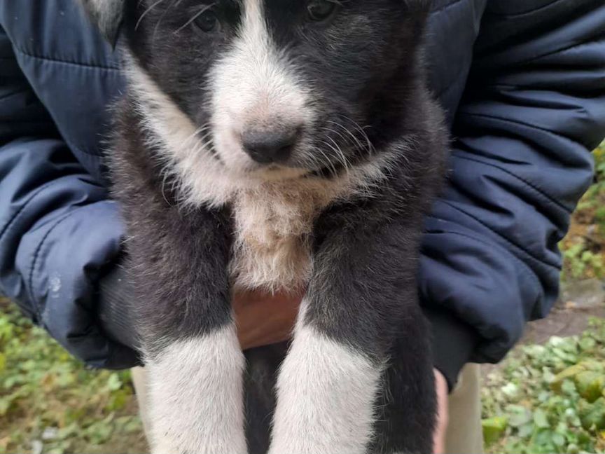 Собака в добрые руки