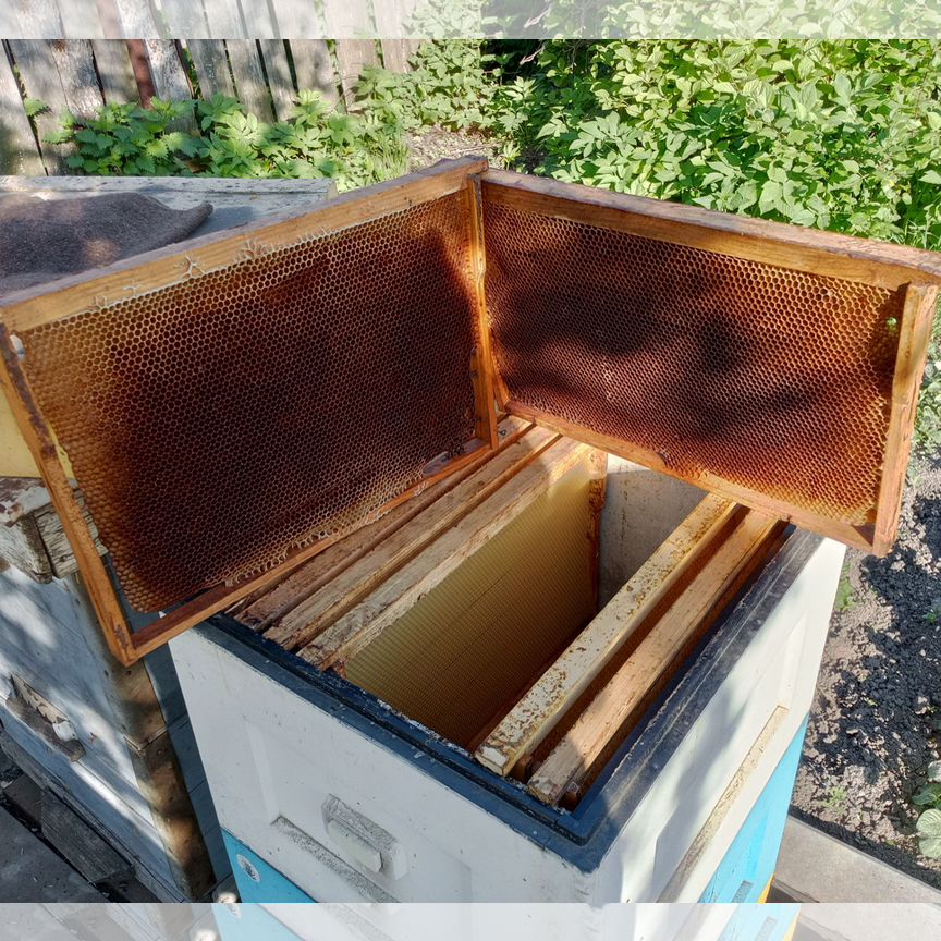 Сушь для пчел