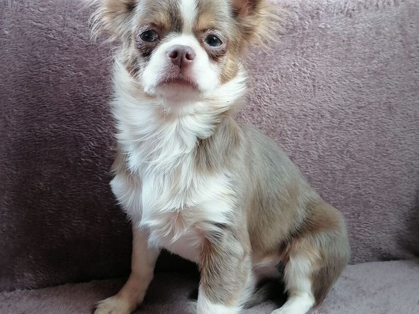 Лиловый красавчик