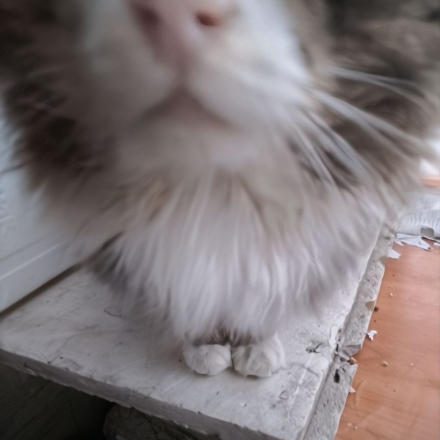 Сибирский, взрослый кот