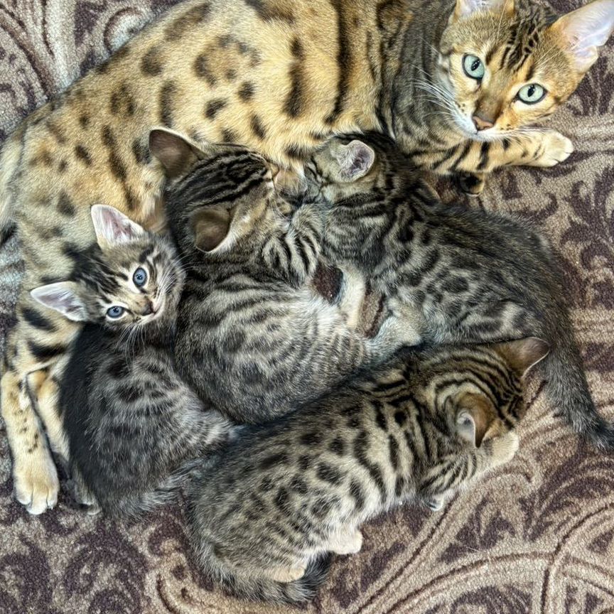 Бенгальские котята
