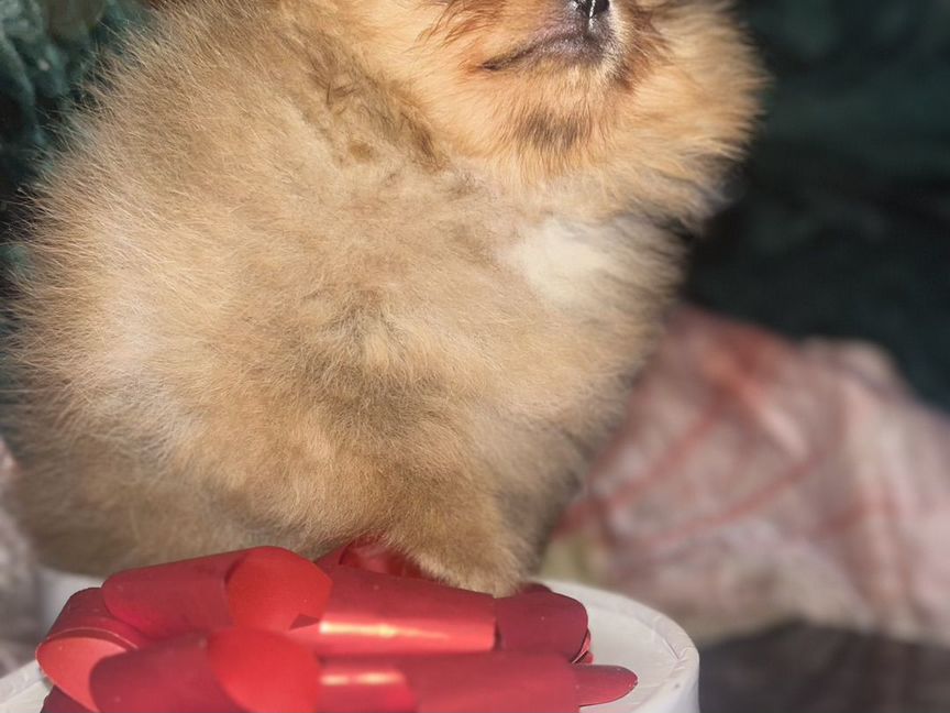 Померанский шпиц мини щенок