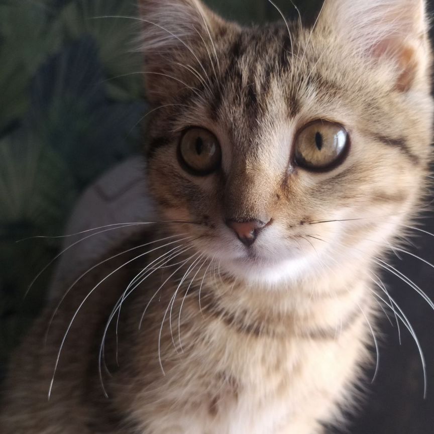 Отдам в добрые руки маленькую малышку