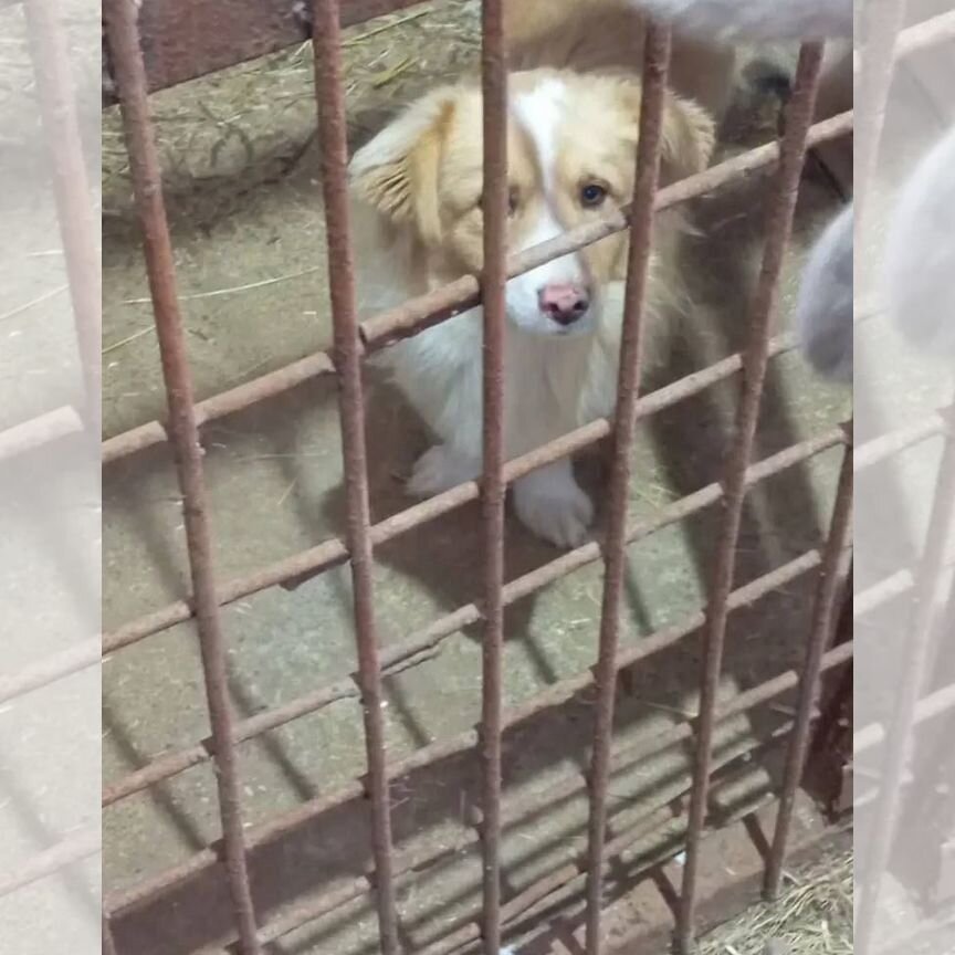 Взрослый пёс в добрые руки