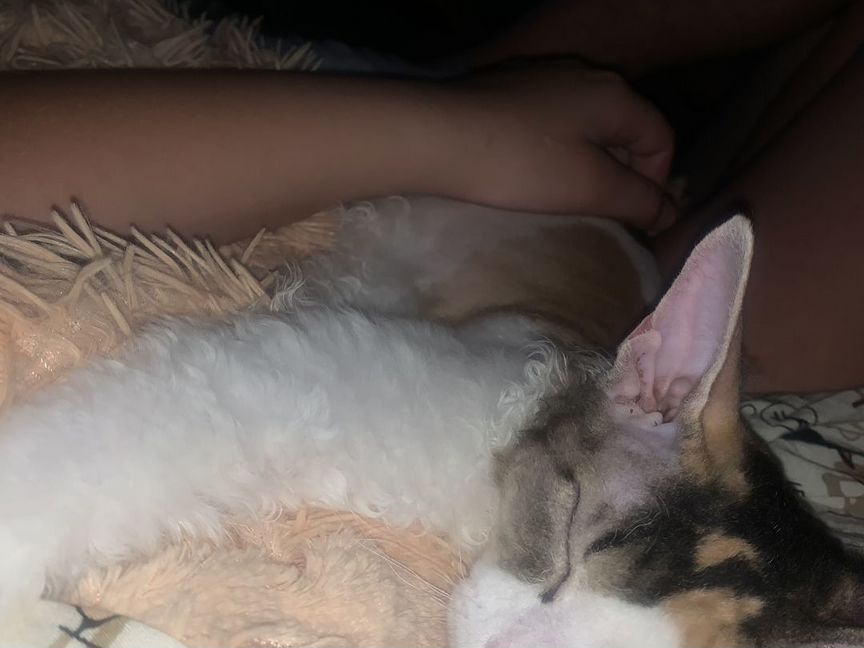 Кошка бесплатно