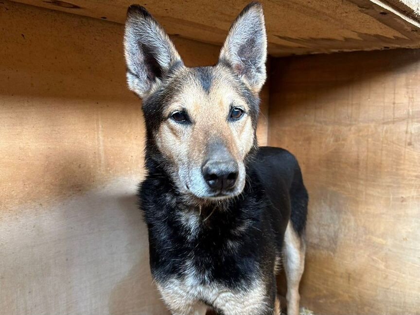 Прекрасная собачка в поиске любящей семьи