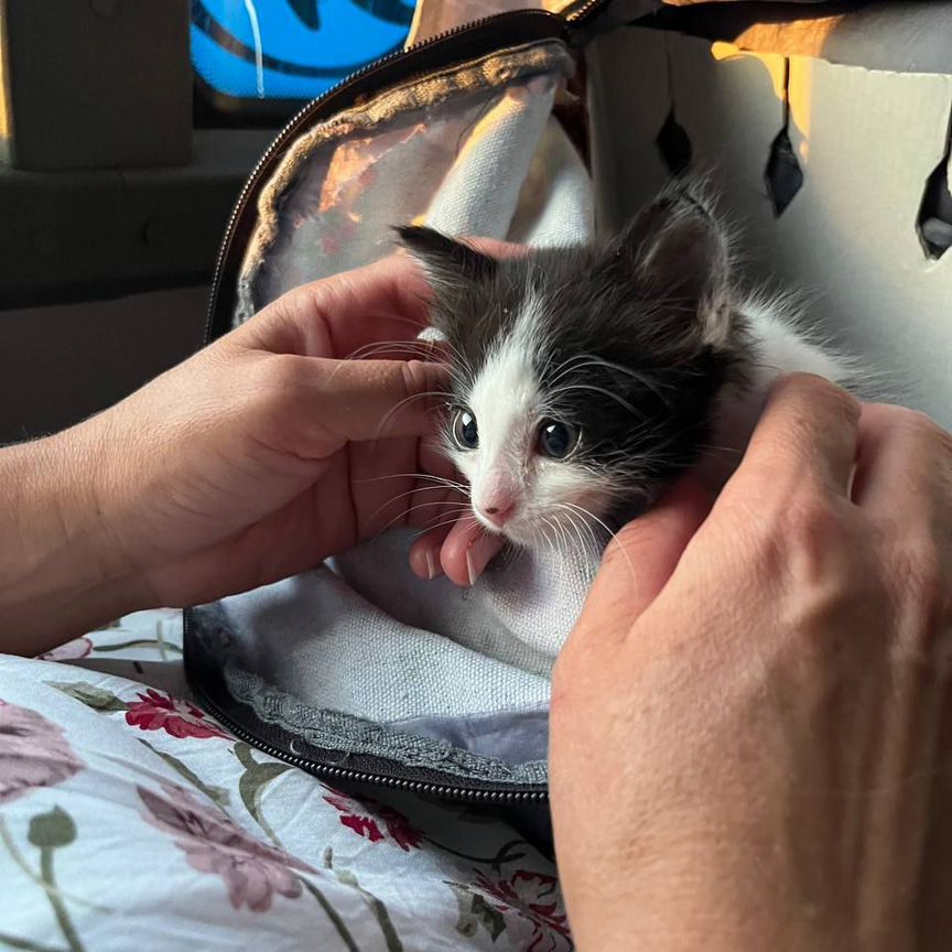 Котёнок в добрые руки