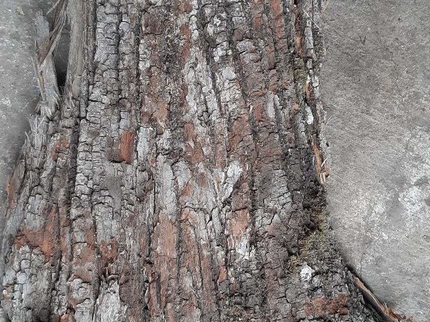 Кора для декора