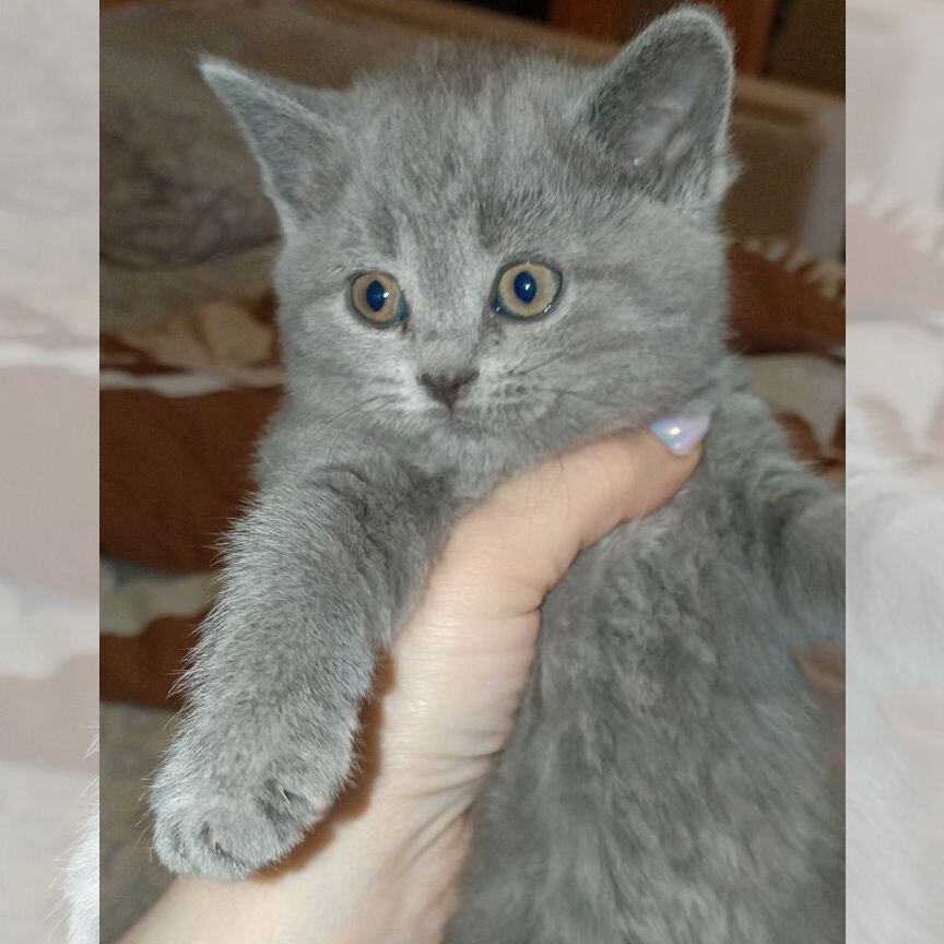 Британский короткошёрстный котёнок