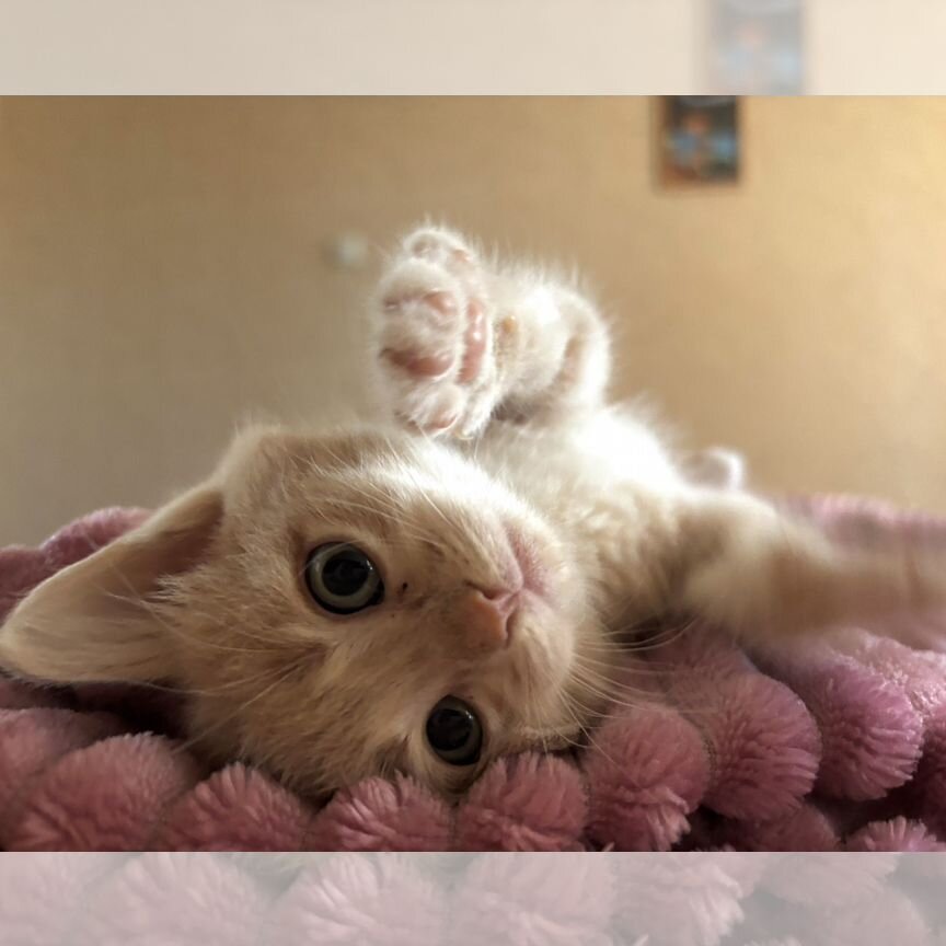 Котик в добрые руки