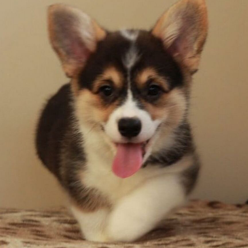 Вельш-корги