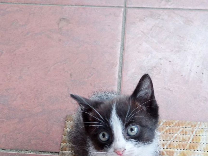 2 месячные кошки