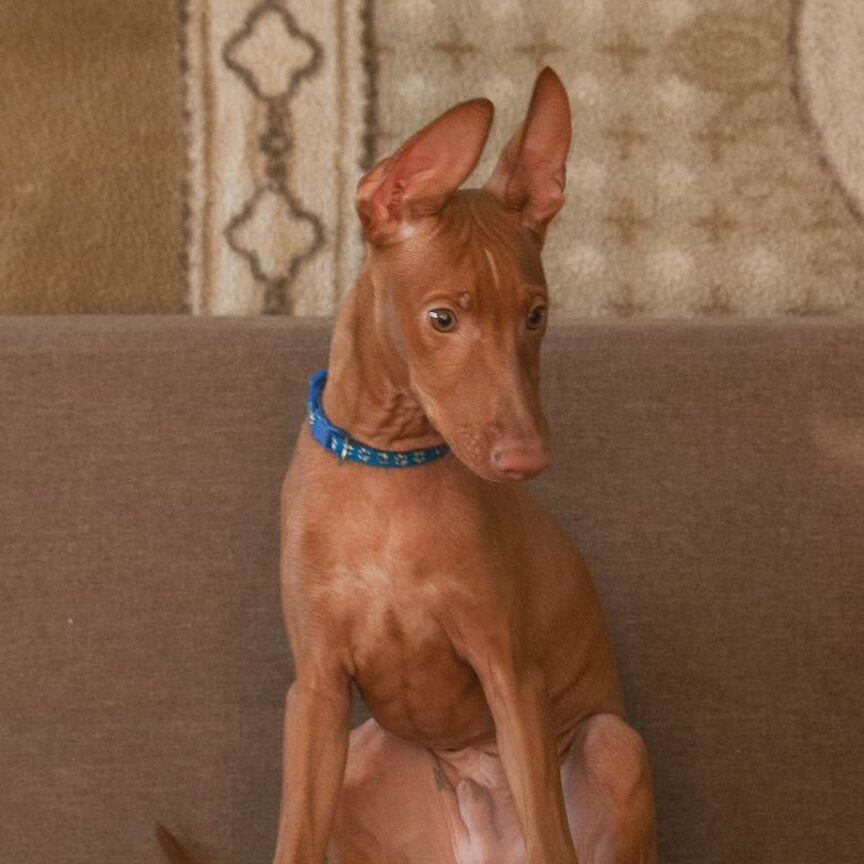 Чирнеко дель'Этна