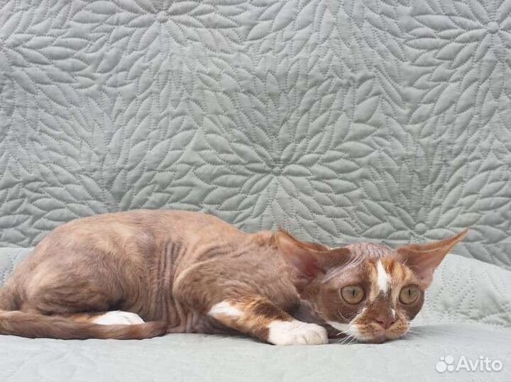 Котята девон-рекс