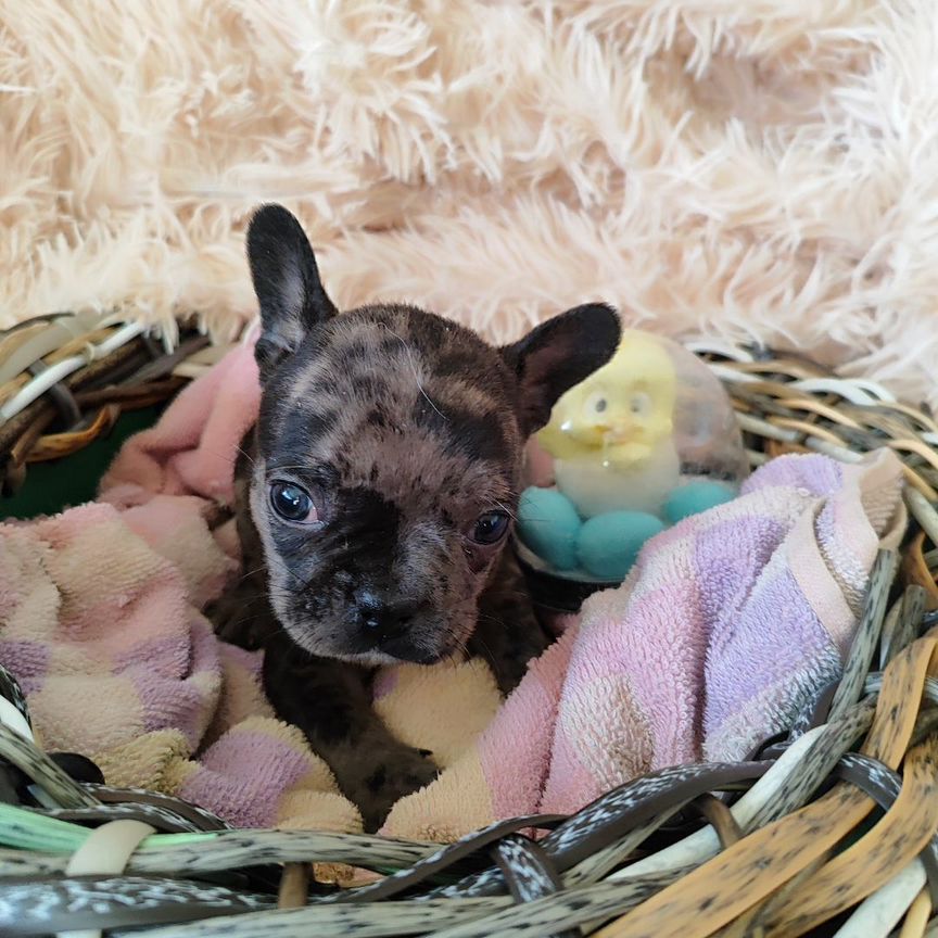 Щенки французский бульдог