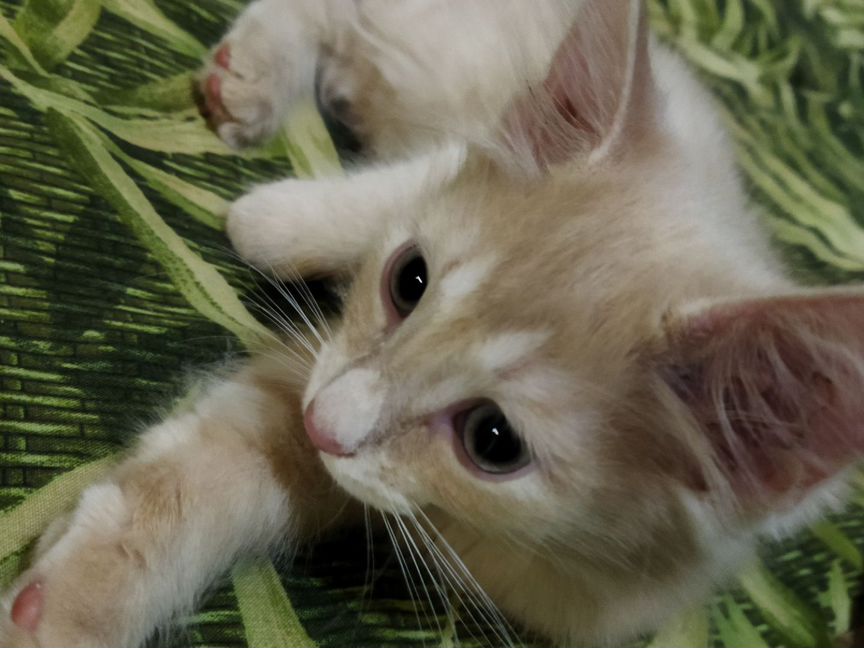 Британский котик