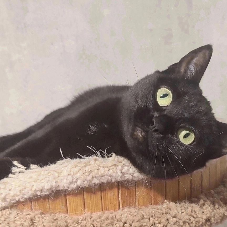 Ориентальная, взрослая кошка